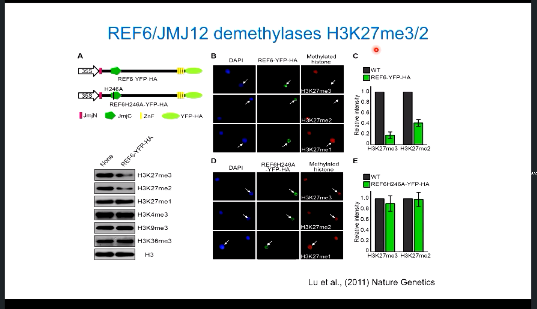 植物表观遗传调控机理与育种应用 | kento_blog
