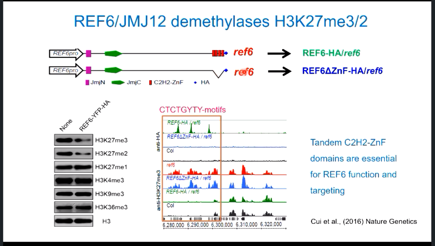 植物表观遗传调控机理与育种应用 | kento_blog