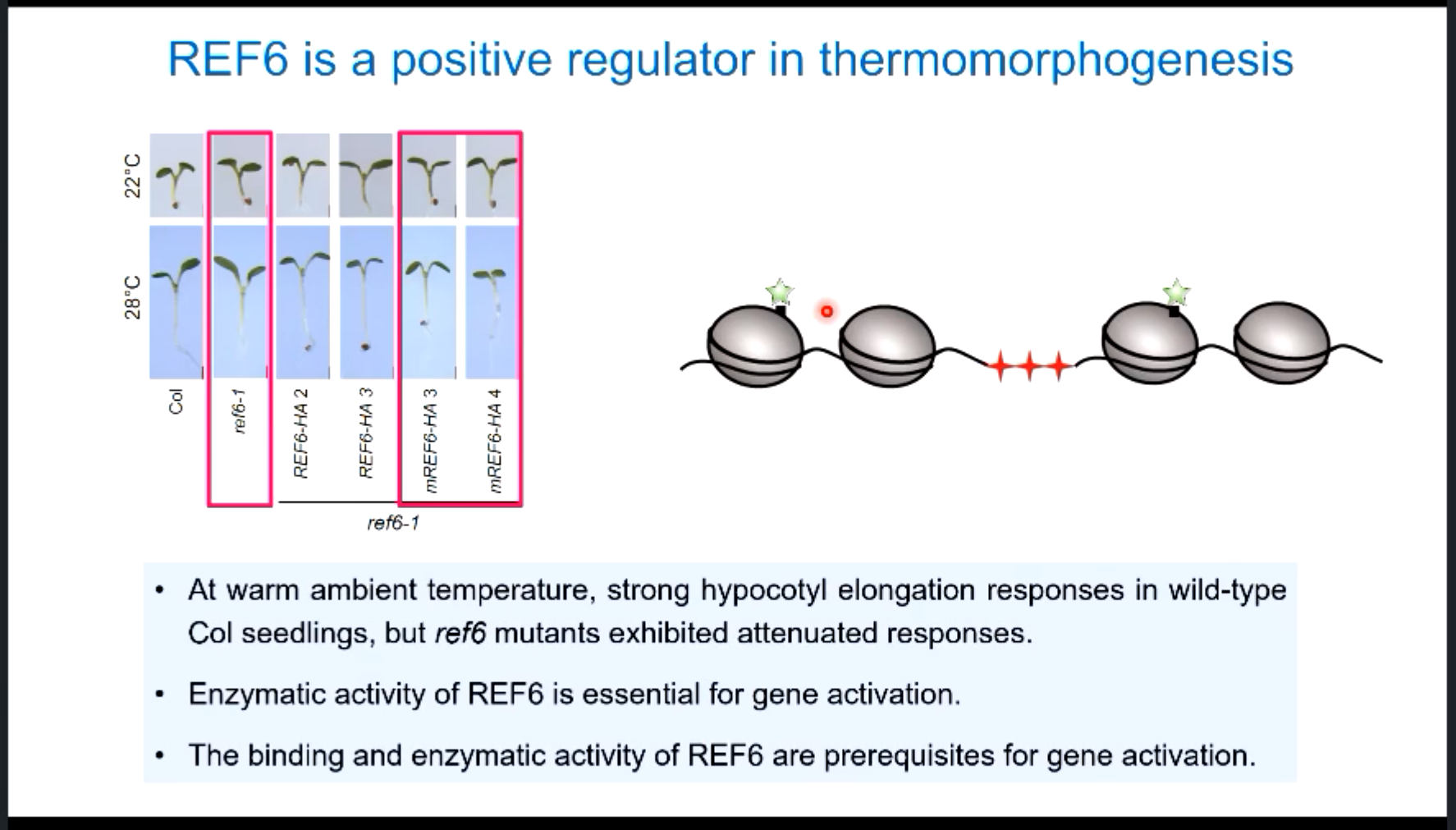 植物表观遗传调控机理与育种应用 | kento_blog