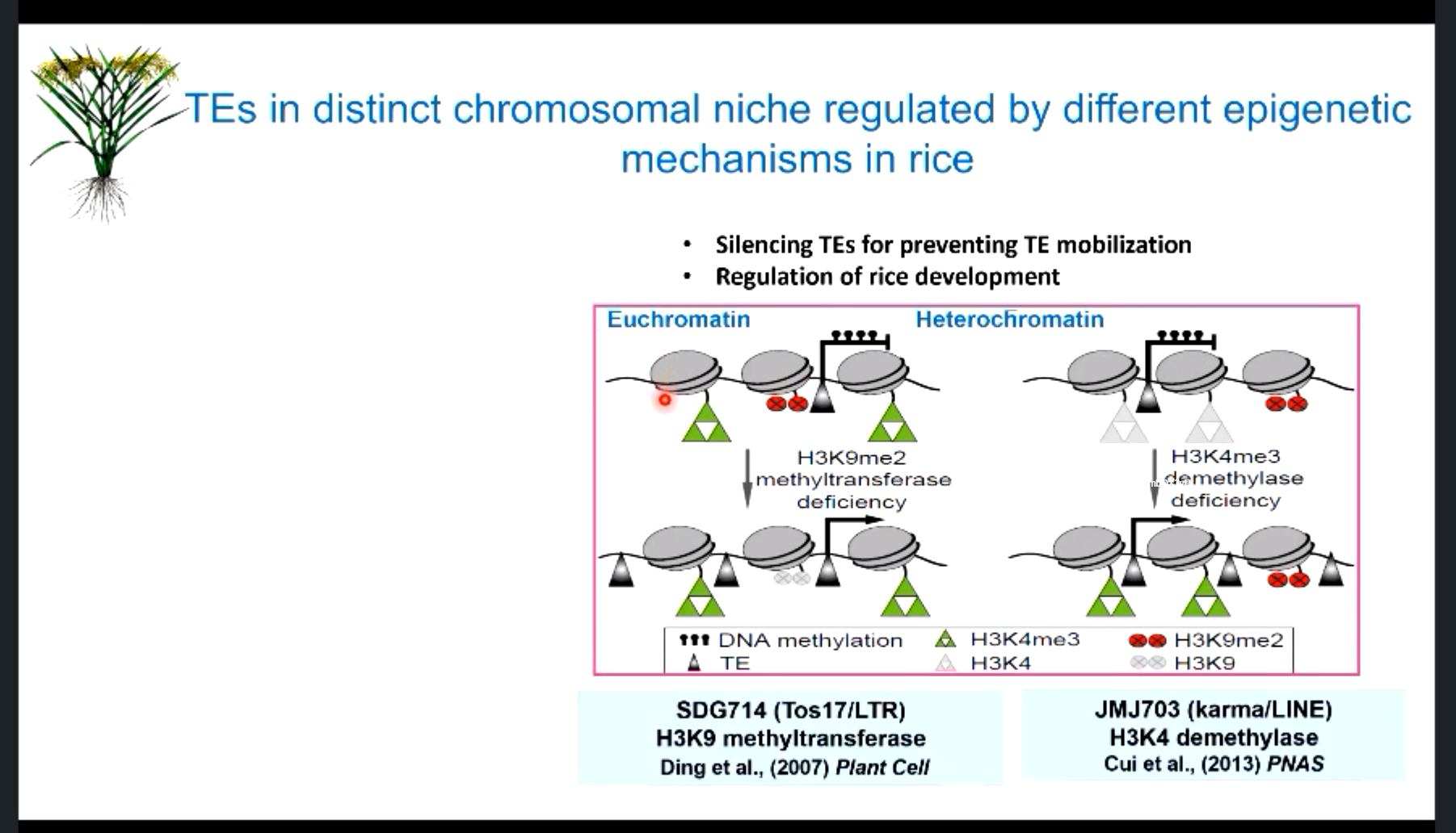 植物表观遗传调控机理与育种应用 | kento_blog