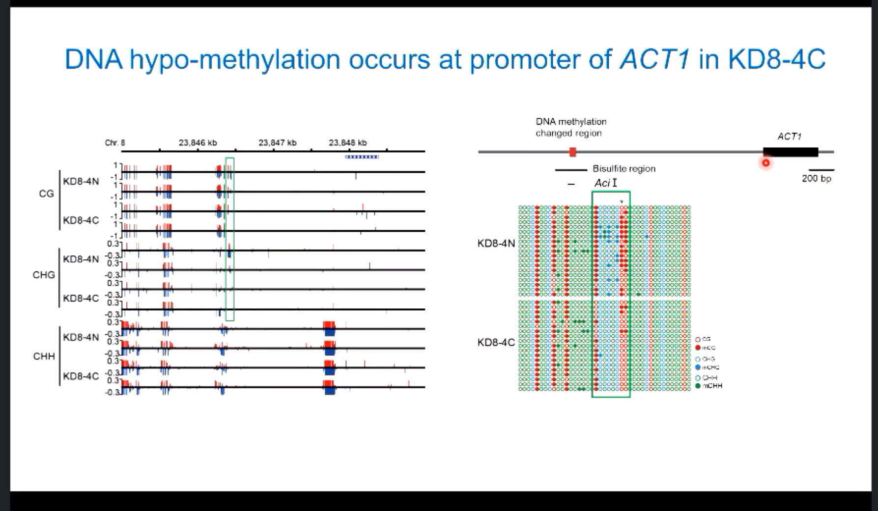 植物表观遗传调控机理与育种应用 | kento_blog