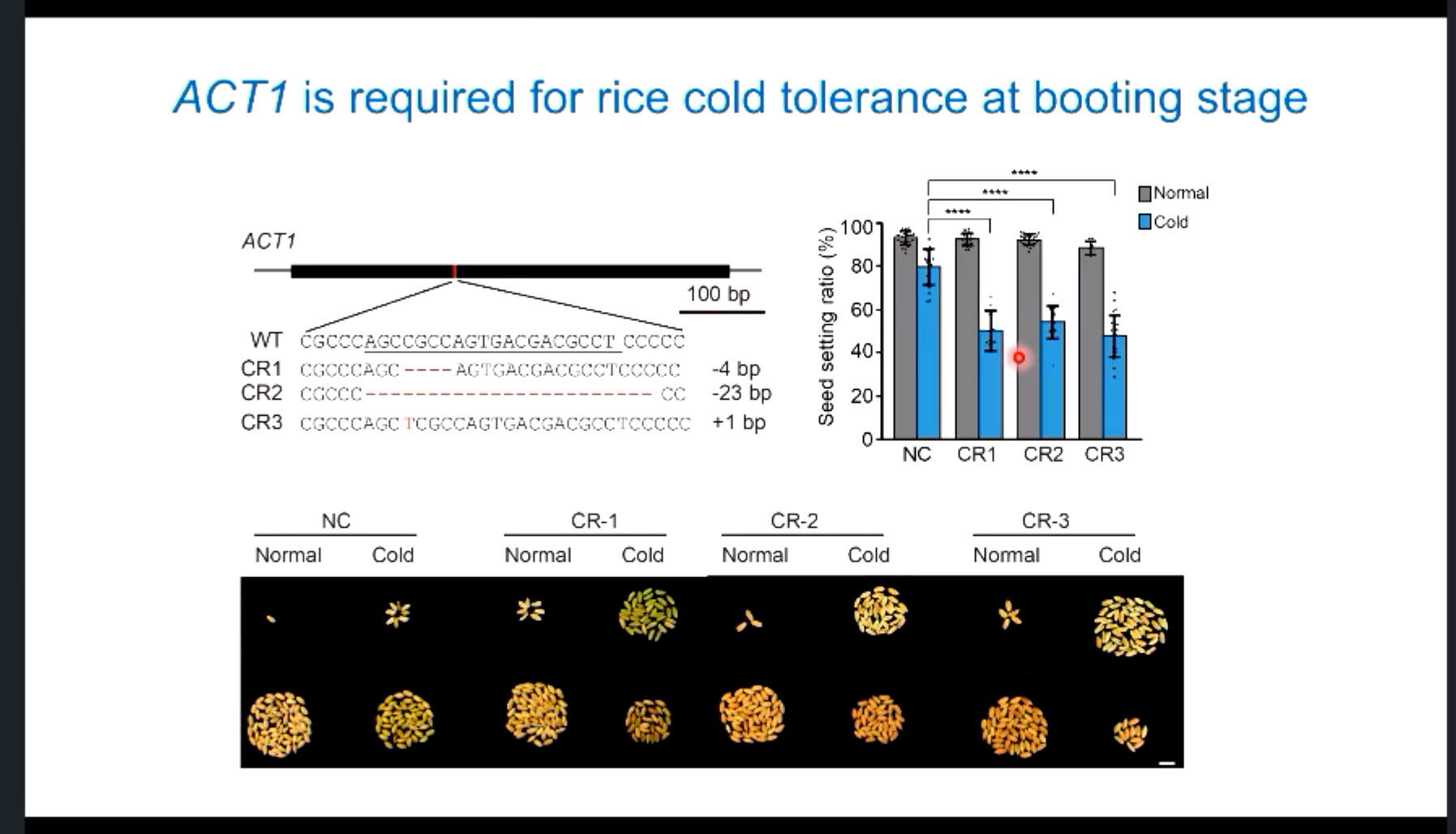 植物表观遗传调控机理与育种应用 | kento_blog
