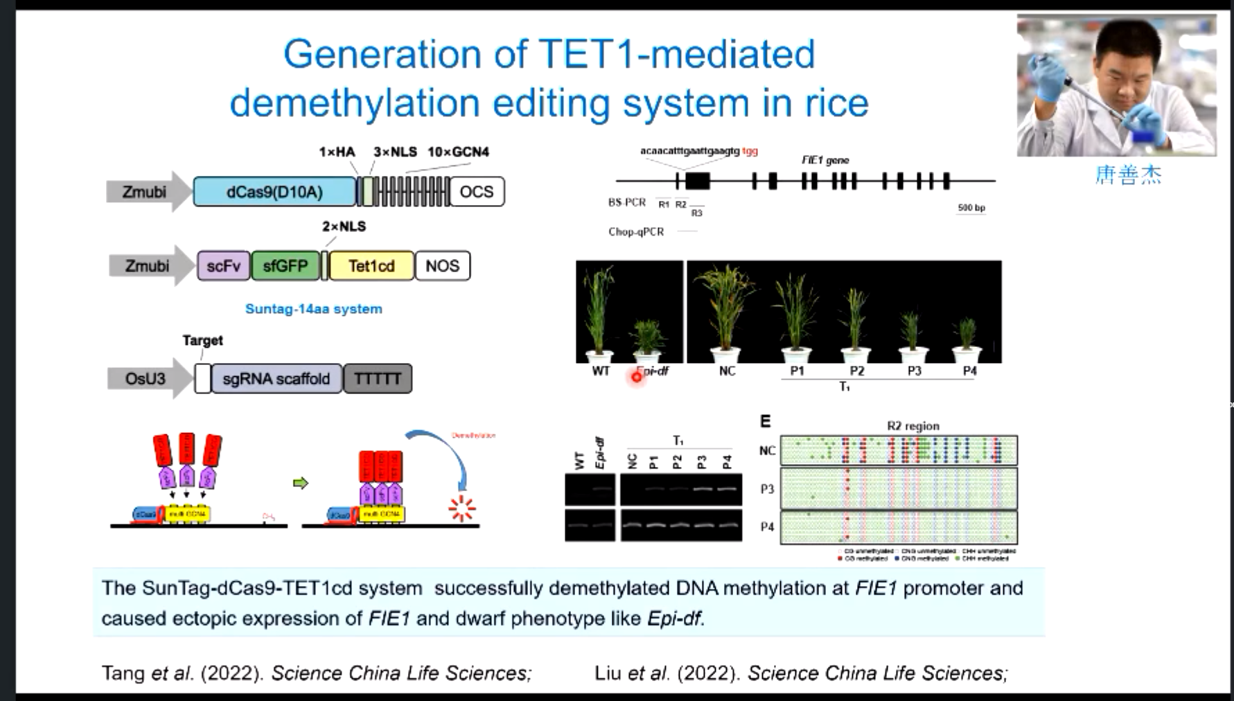植物表观遗传调控机理与育种应用 | kento_blog